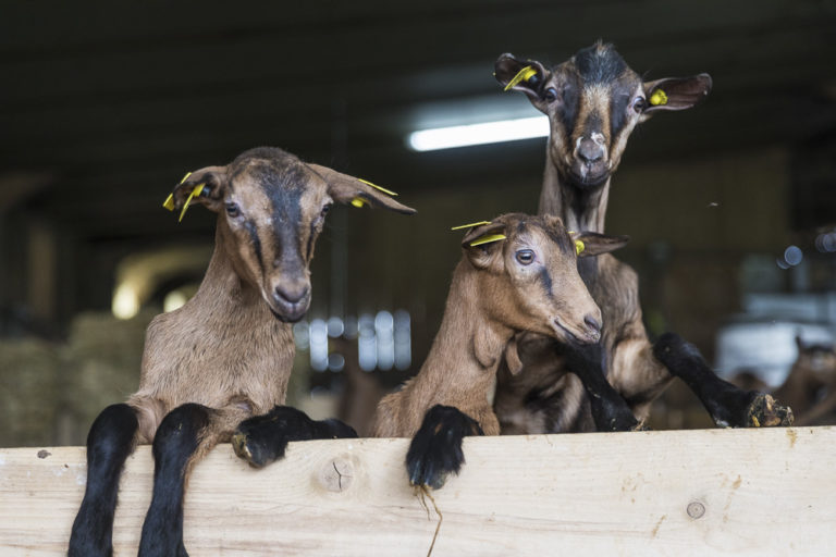 Petit Billy - Des fromages frais au goût naturellement doux
